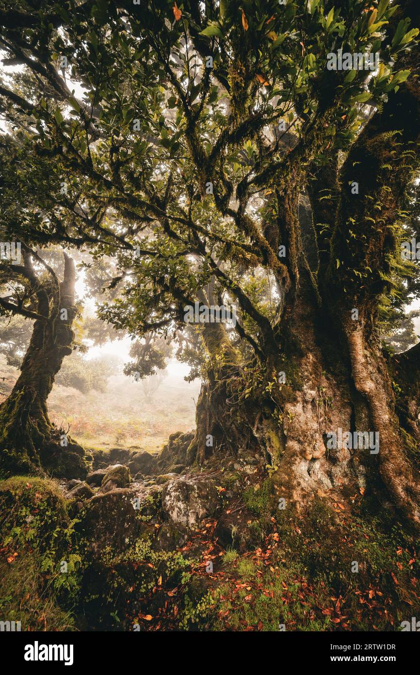 Scenic view of laurel trees overgrown with moss and ferns in the Fanal ...