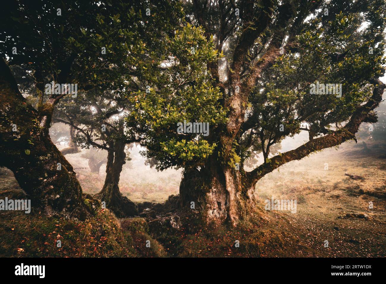 Scenic view of laurel trees overgrown with moss and ferns in the Fanal ...