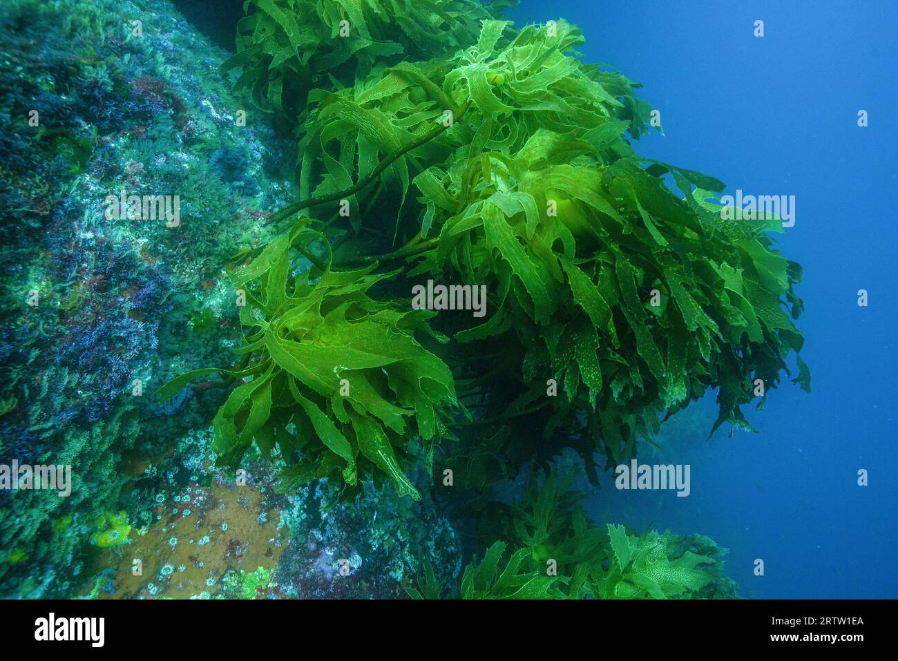 Paddle weed kelp, Ecklonia radiata, Poor Knights Islands, New Zealand ...