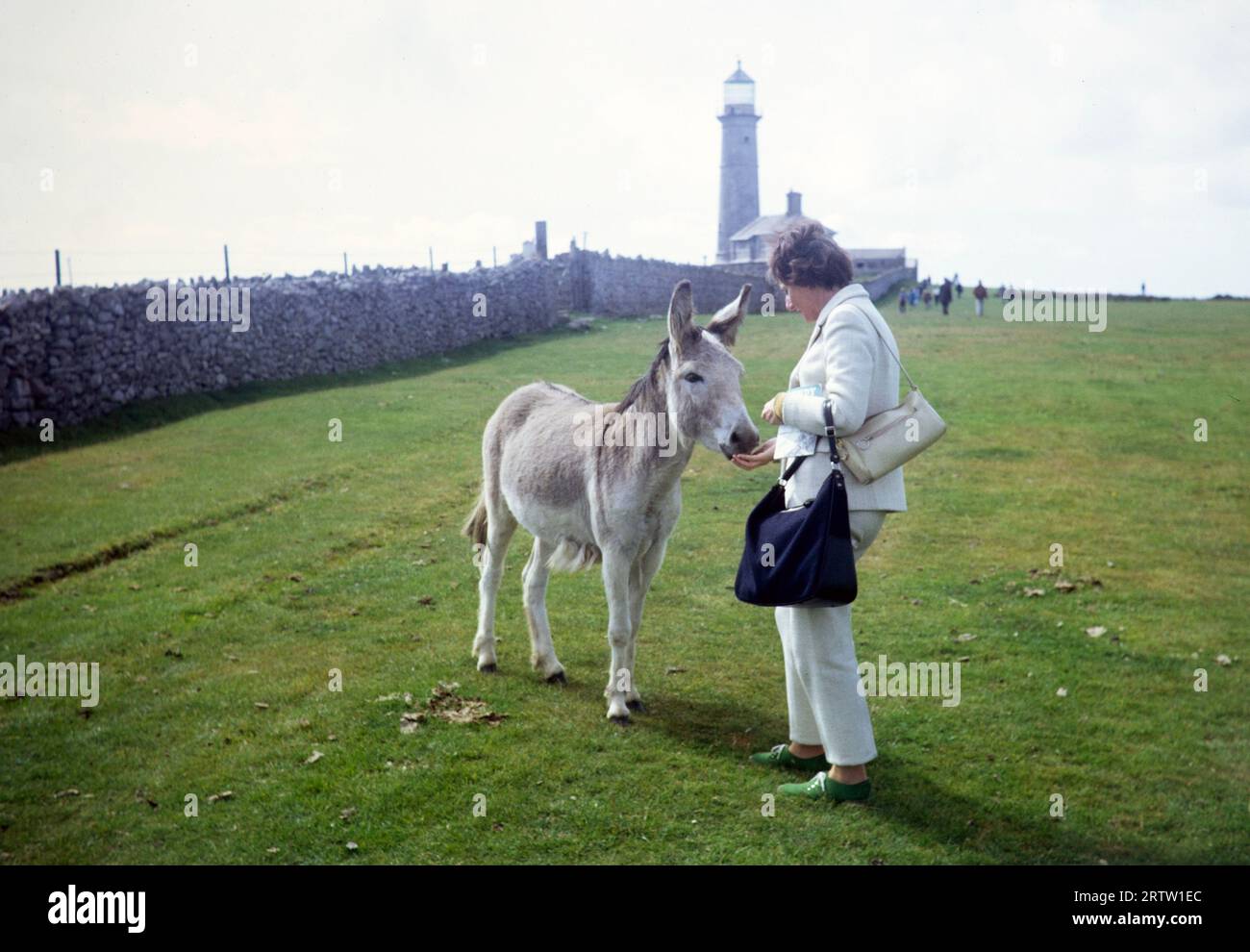 Woman feeding donkey, Lundy Island, Bristol Channel, north Devon ...