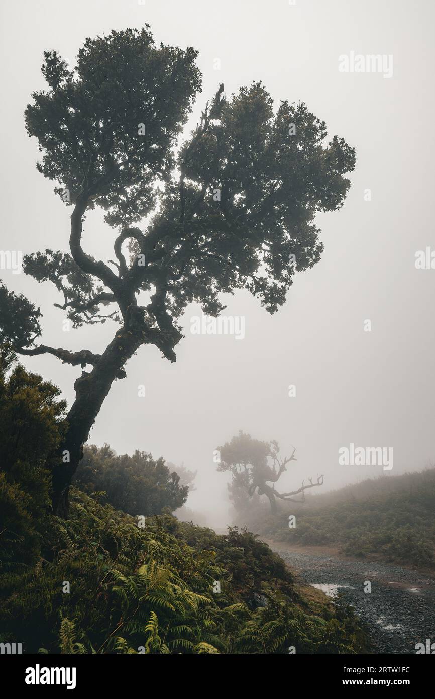 View of a hiking trail through the densely vegetated plains of Fanal ...