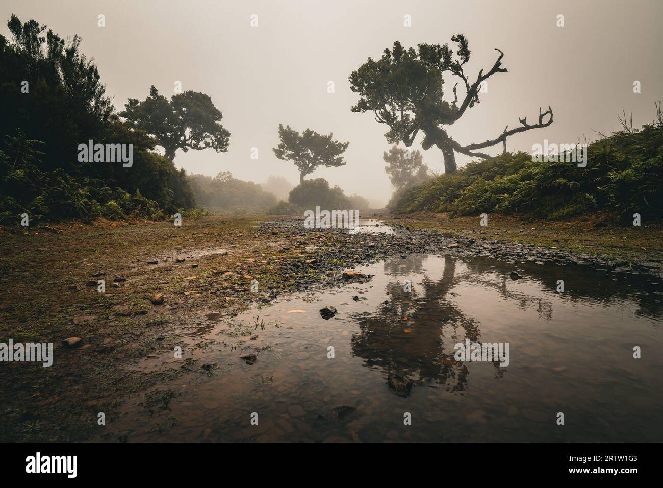 View of a hiking trail through the densely vegetated plains of Fanal ...