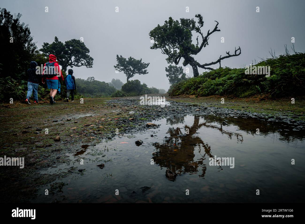 View of a family hiking through the densely vegetated plains of Fanal ...