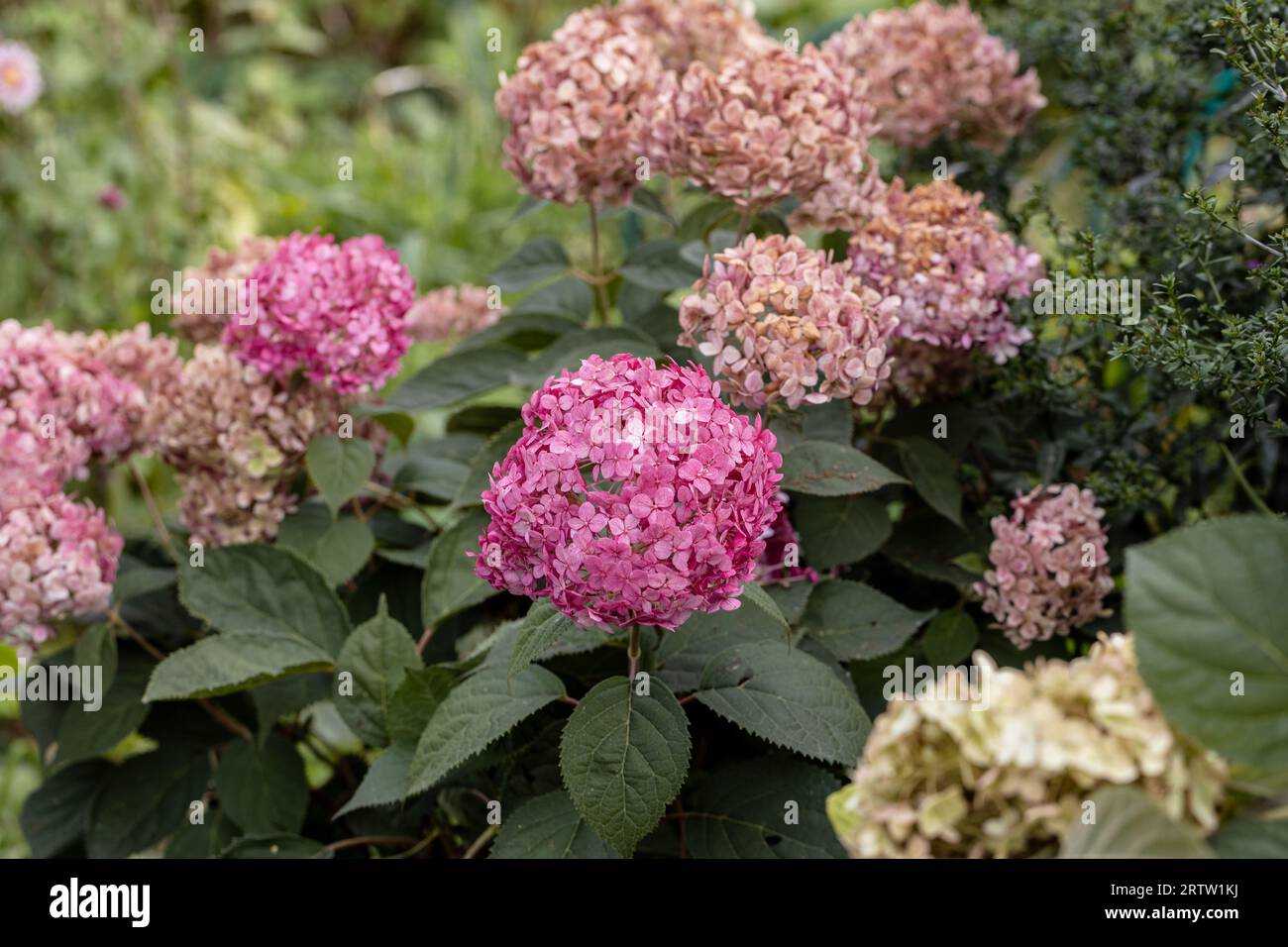 Flowering hydrangea tree, Hydrangea arborescens or Candybelle Bubblegum ...