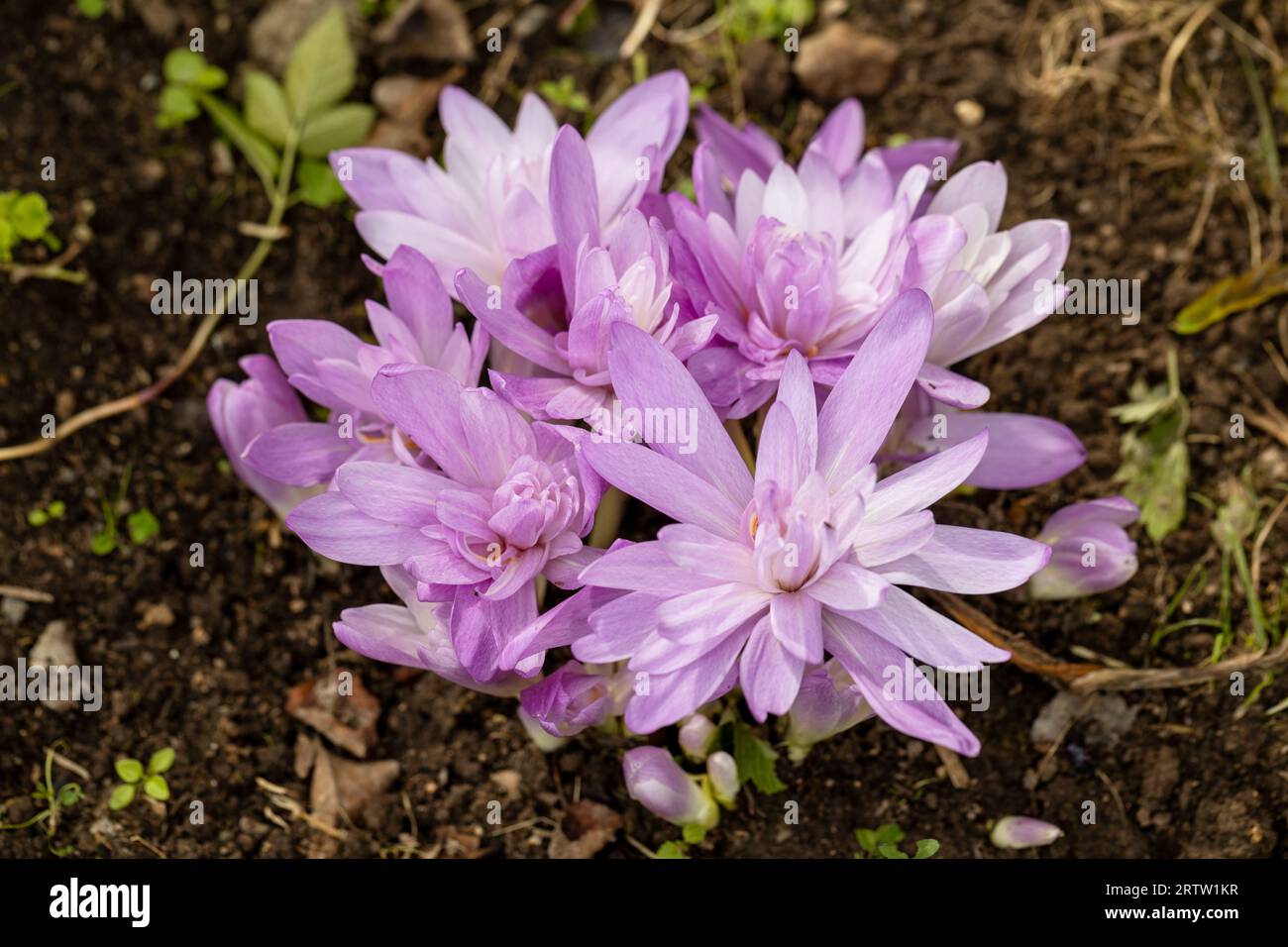 Pink colchicum speciosum hi-res stock photography and images - Alamy