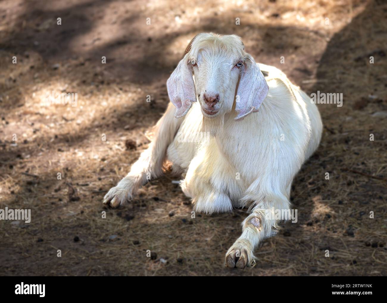 Bearded goat hi-res stock photography and images - Alamy