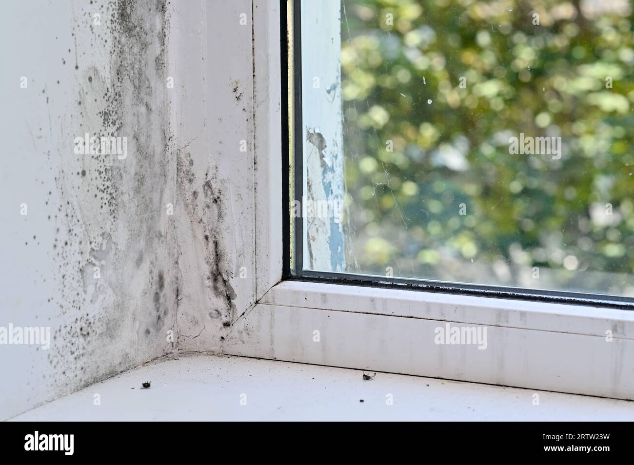 Mold in corner window hi-res stock photography and images - Alamy