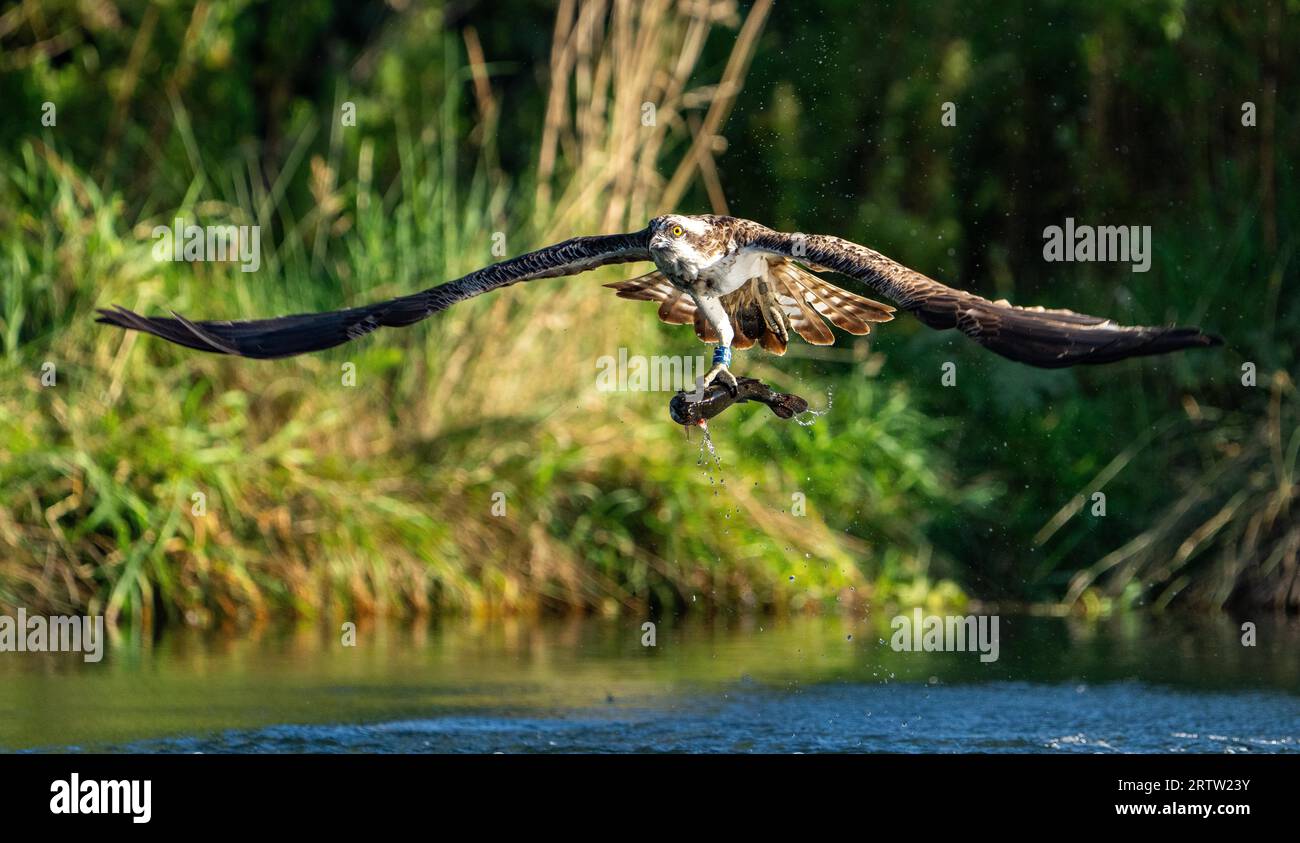 A stunning hunt. Horn Mill Trout Farm, Exton: STUNNING images show an ...