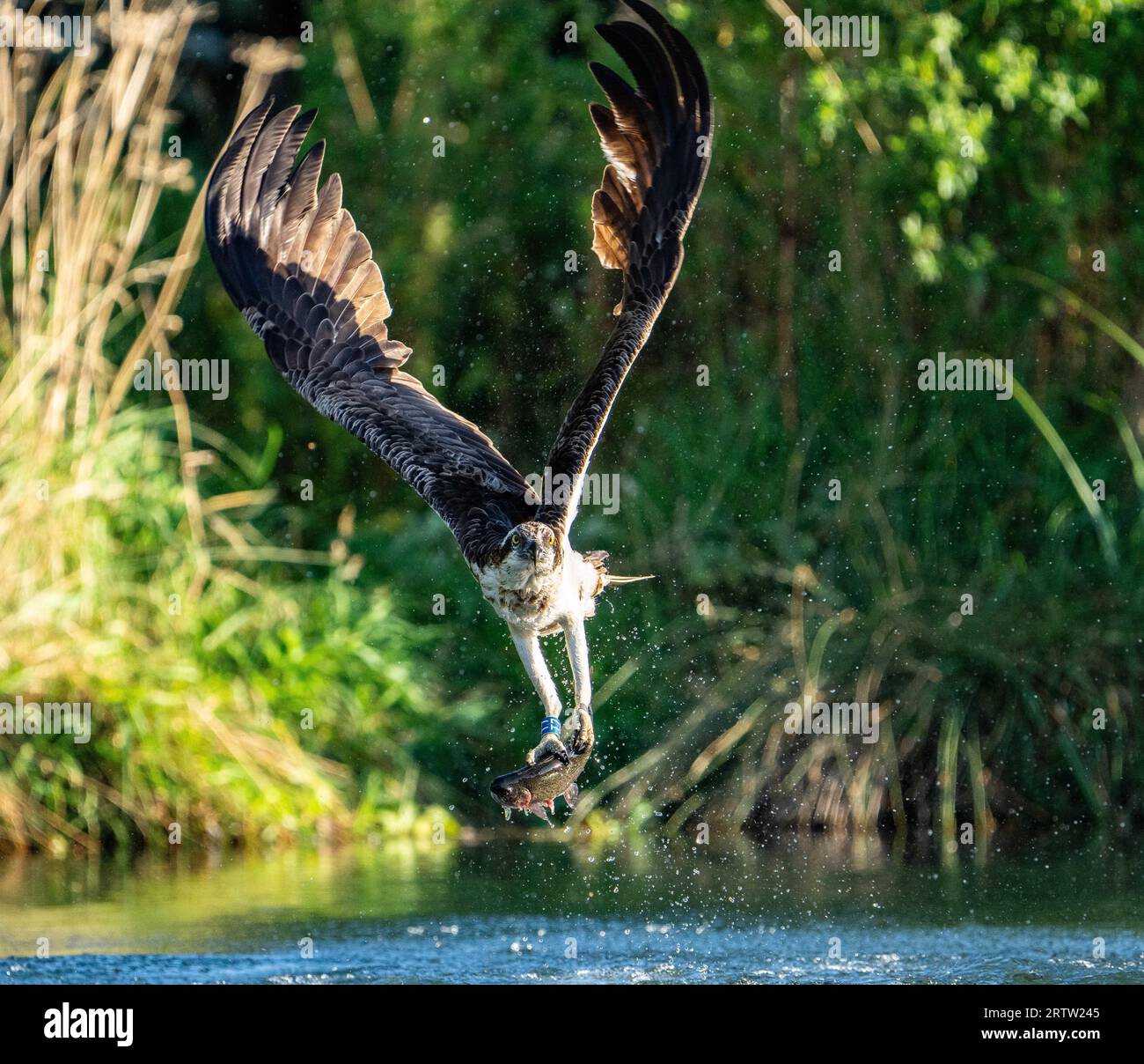 The last meal. Horn Mill Trout Farm, Exton: STUNNING images show an ...