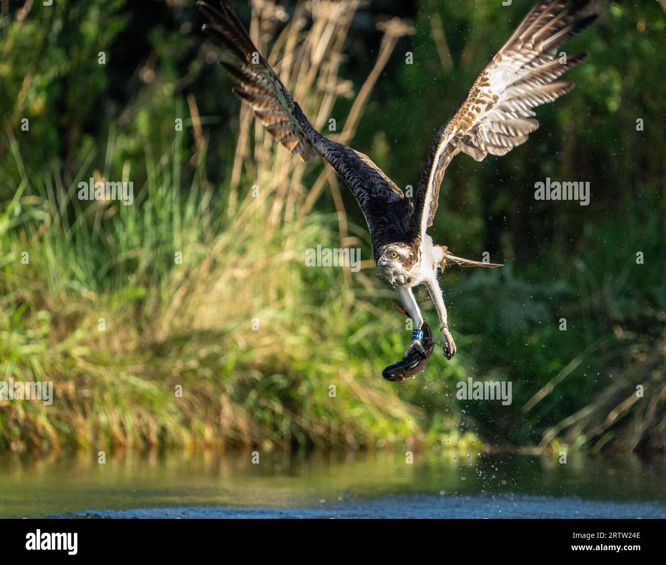 Splash and catch the trout. Horn Mill Trout Farm, Exton: STUNNING ...