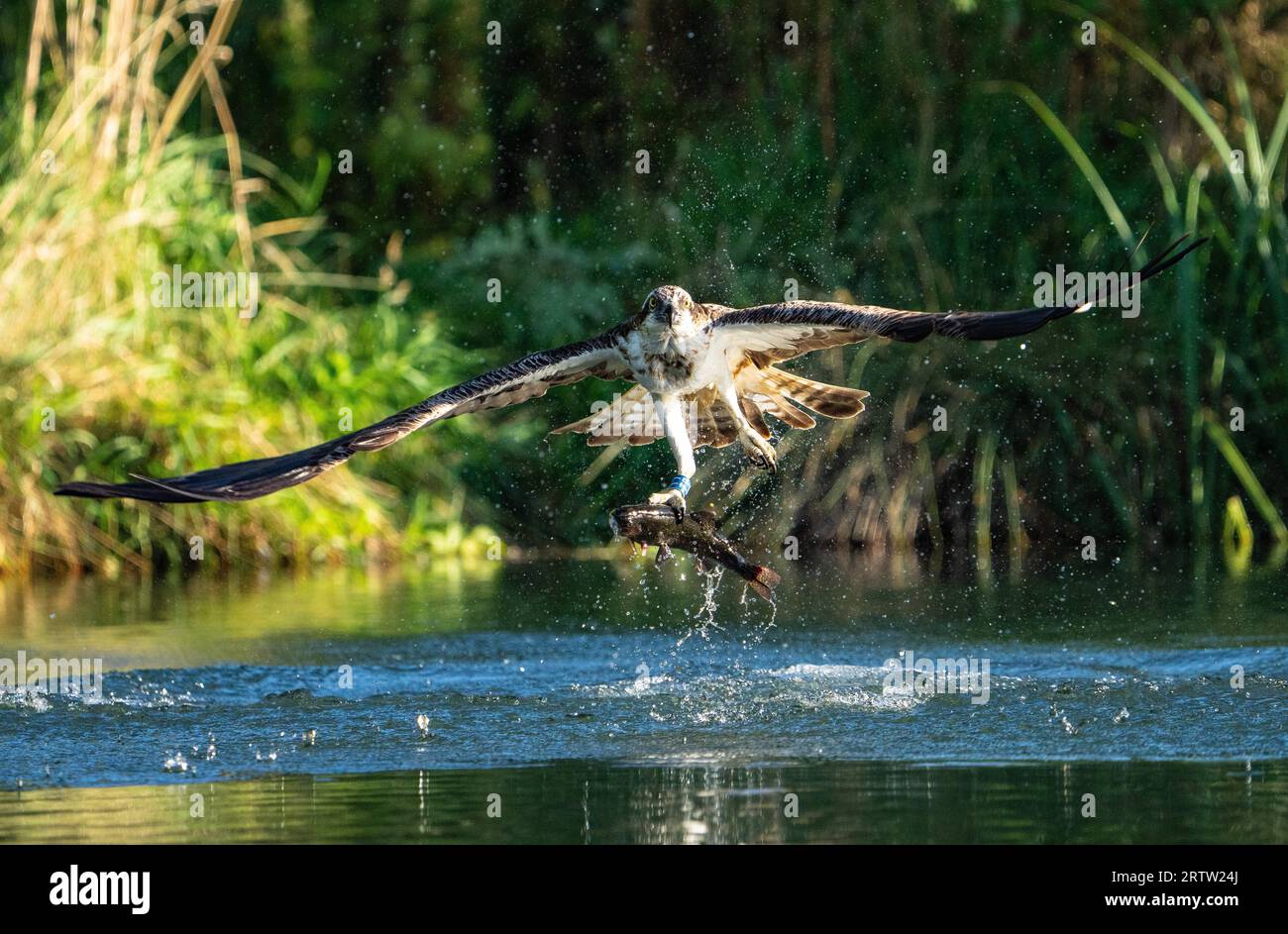 Splash and catch the trout by the regal osprey. Horn Mill Trout Farm ...