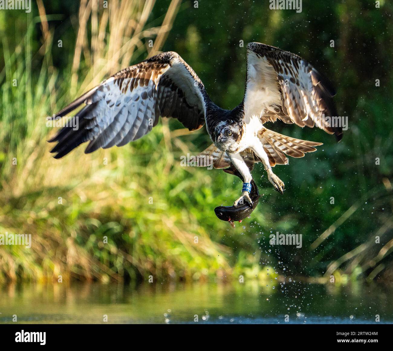 Splash and catch the trout by the regal osprey in Rutland. Horn Mill ...