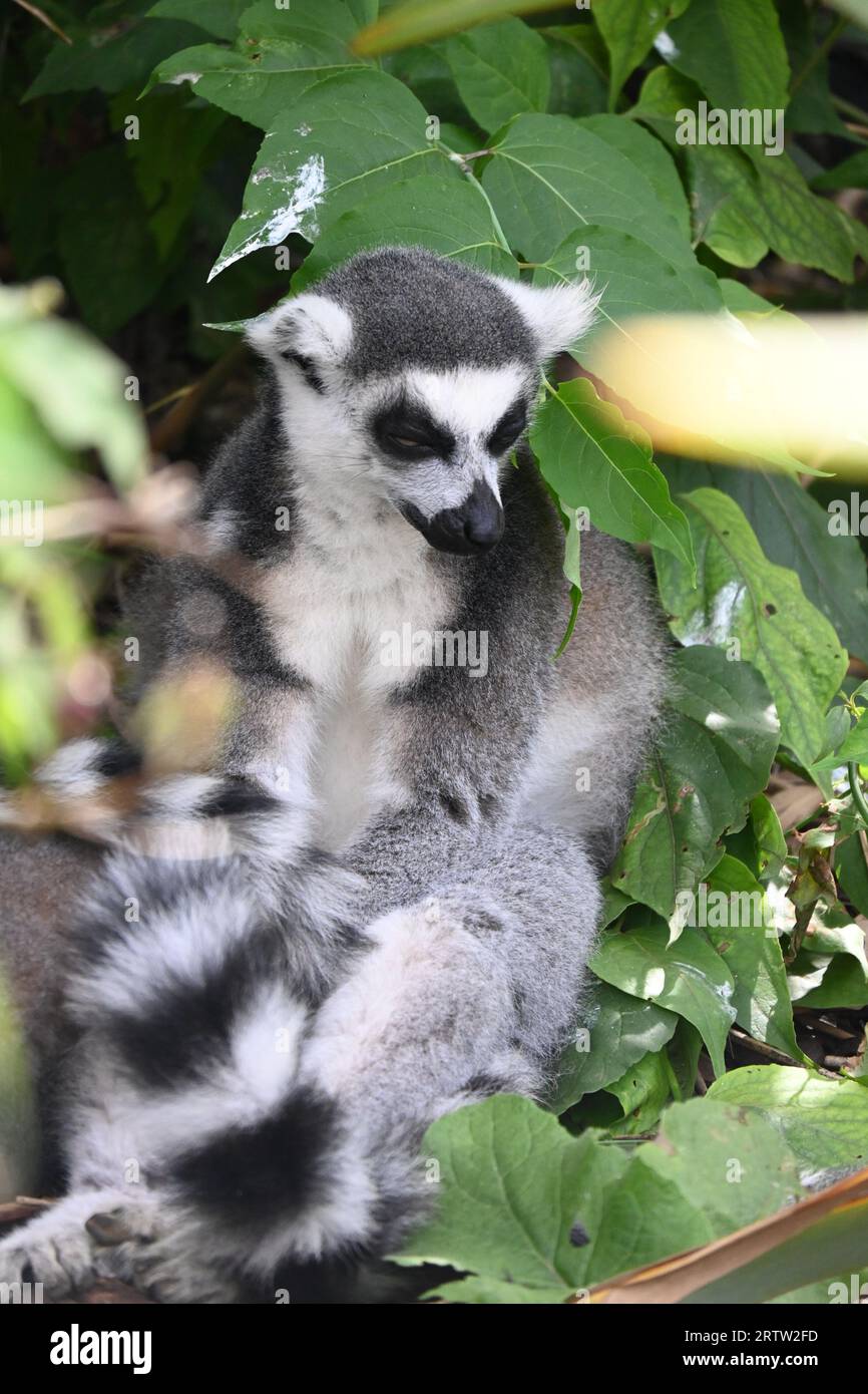 Animal at zoo Stock Photo - Alamy
