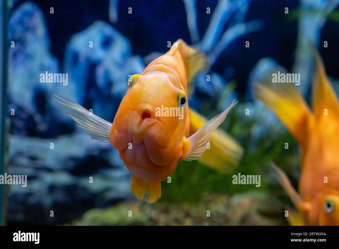 Orange parrot fish in the aquarium. Red Parrot Cichlid. Aquarium fish ...