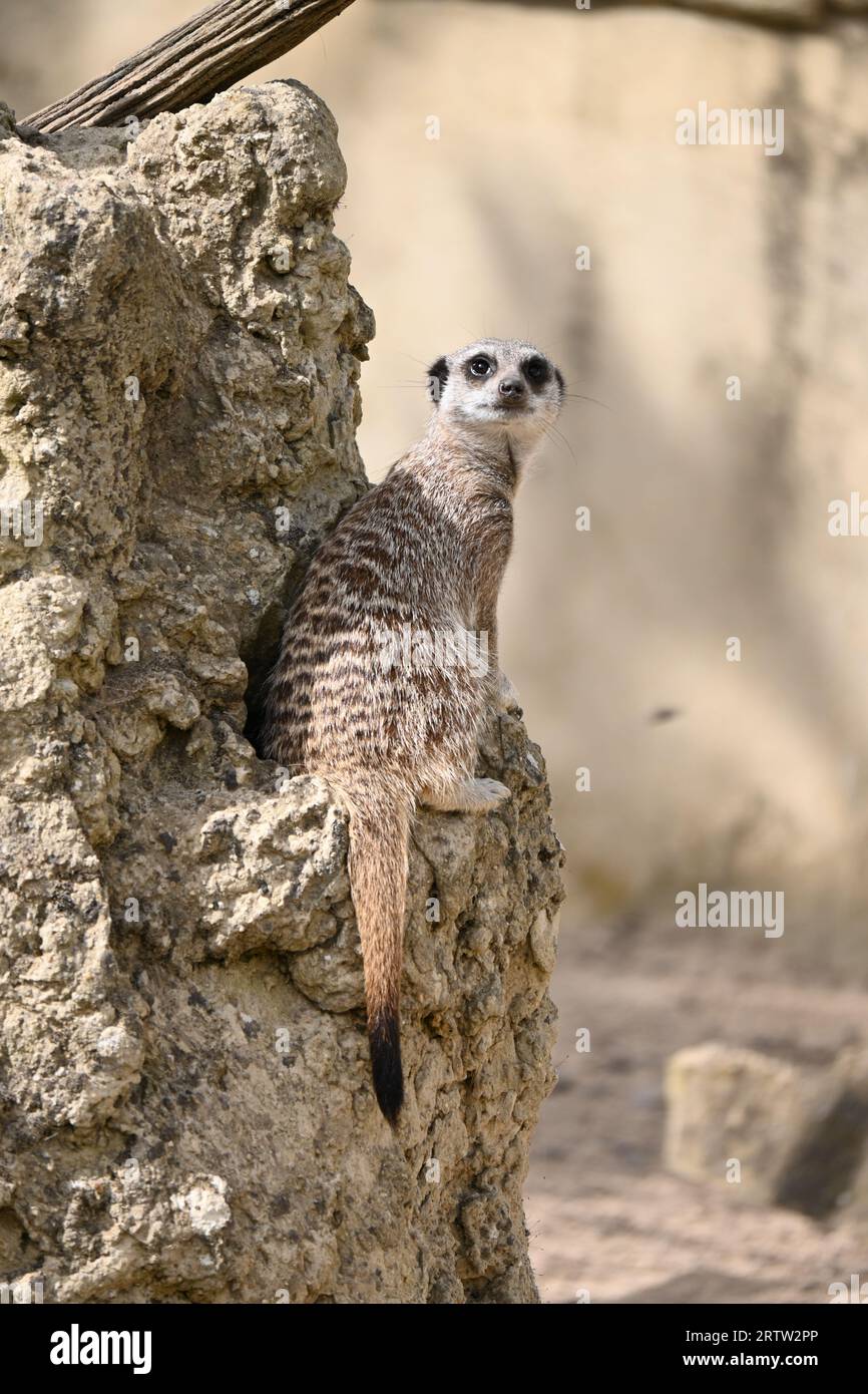 Animal at zoo Stock Photo - Alamy