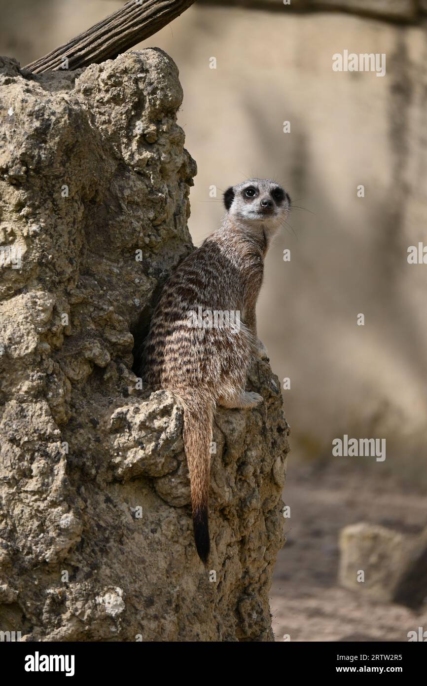 Animal at zoo Stock Photo - Alamy