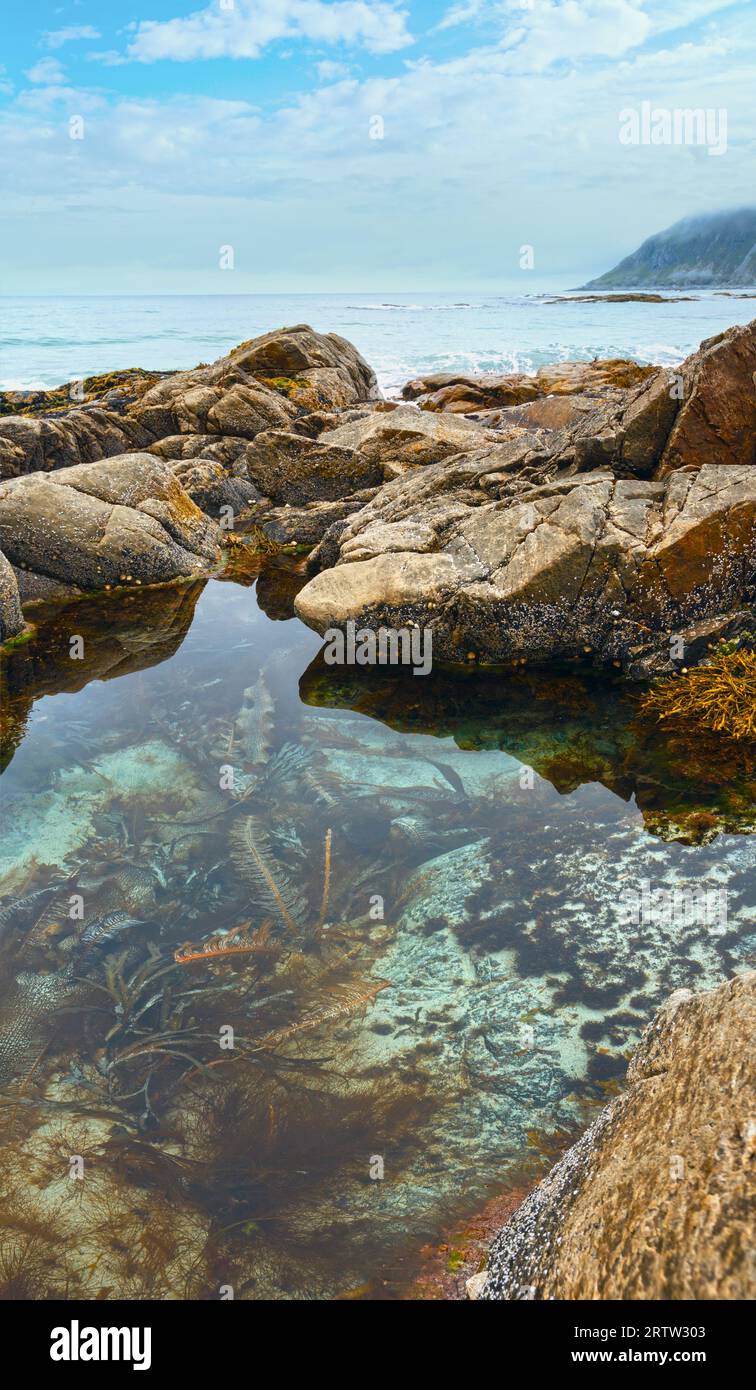 Pool with alga in middle of stones ( Ramberg, Norway, Lofoten Stock ...