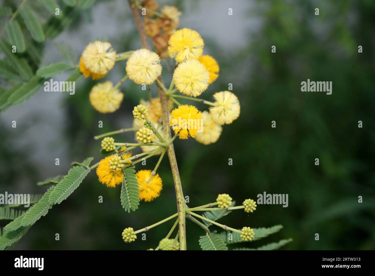 Yellow globulus flower heads of Gum Arabic (Acacia nilotica) : (pix ...