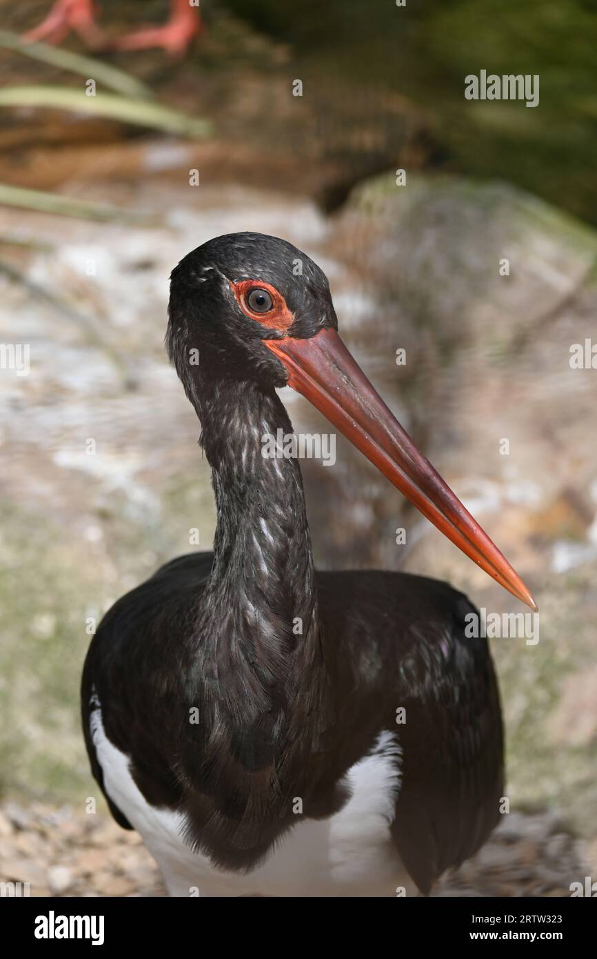 Zoo wildlife photographer hi-res stock photography and images - Alamy