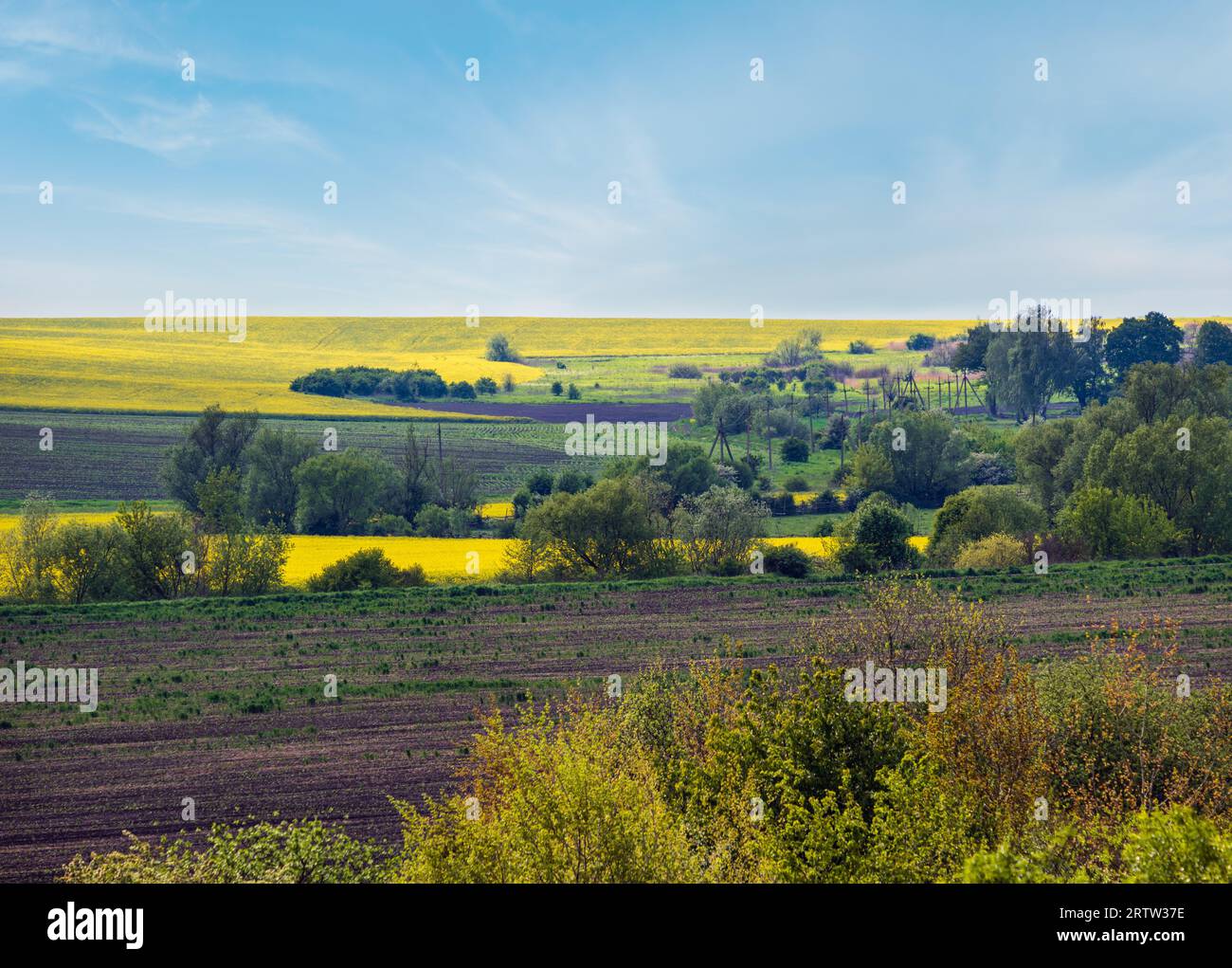 Spring countryside view with rapeseed yellow blooming fields, groves ...