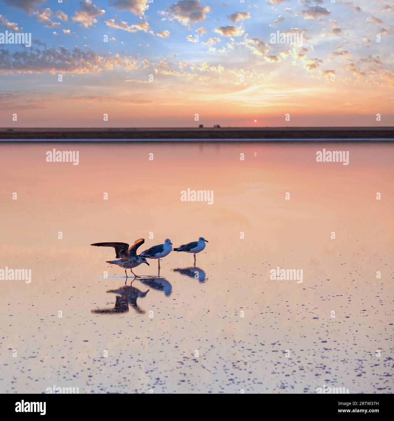 Seagull birds on sunset Genichesk pink extremely salty lake (colored by ...
