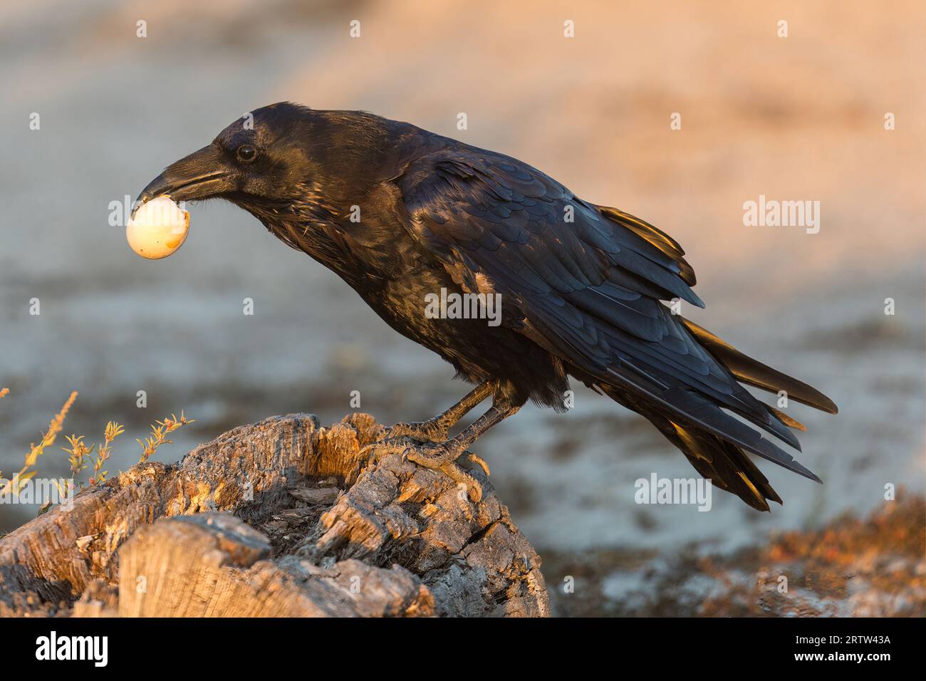 Common Raven eating an egg stolen from unguarded birds nest. Palo Alto ...