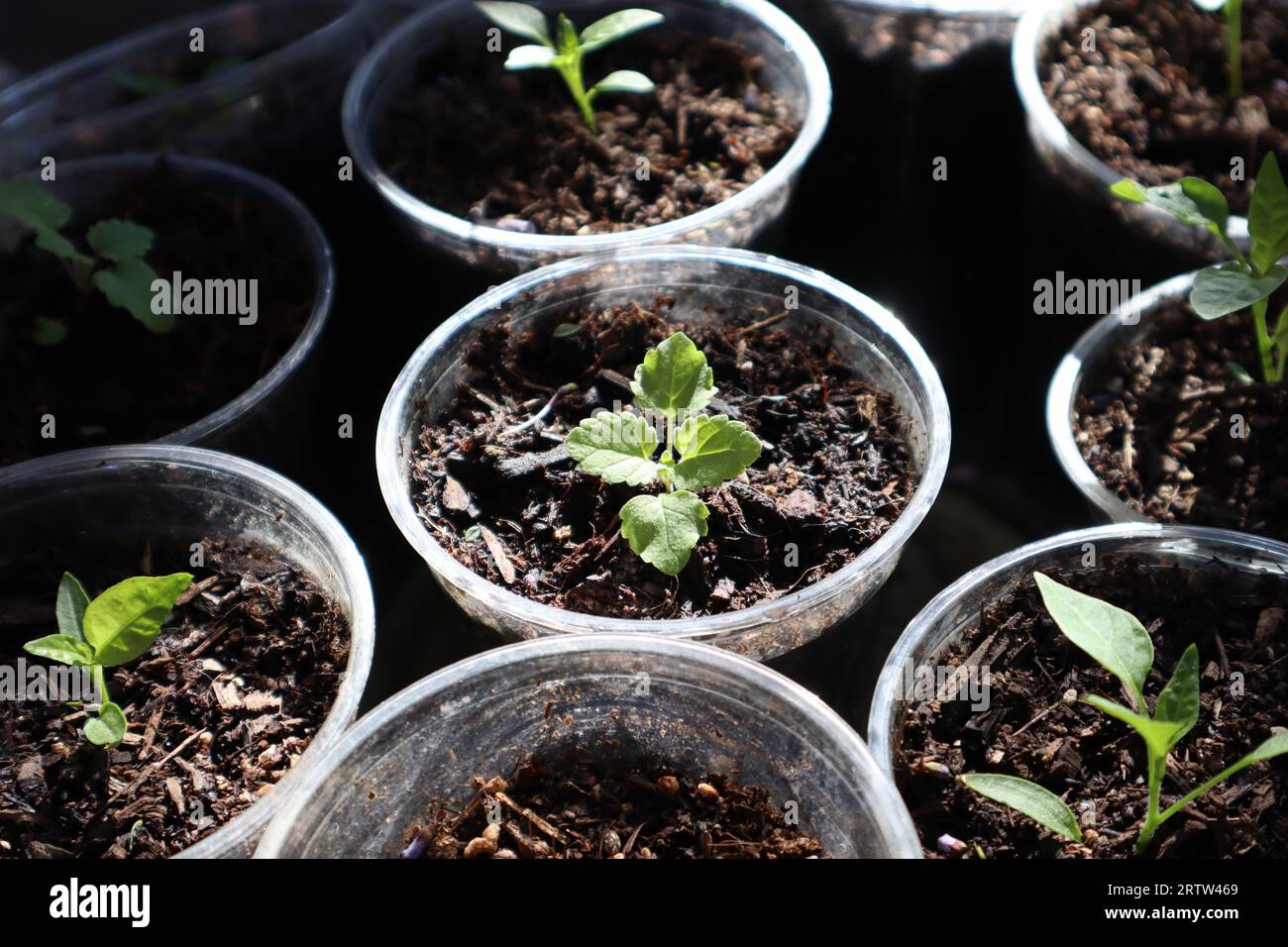 Catnip seedlings hi-res stock photography and images - Alamy