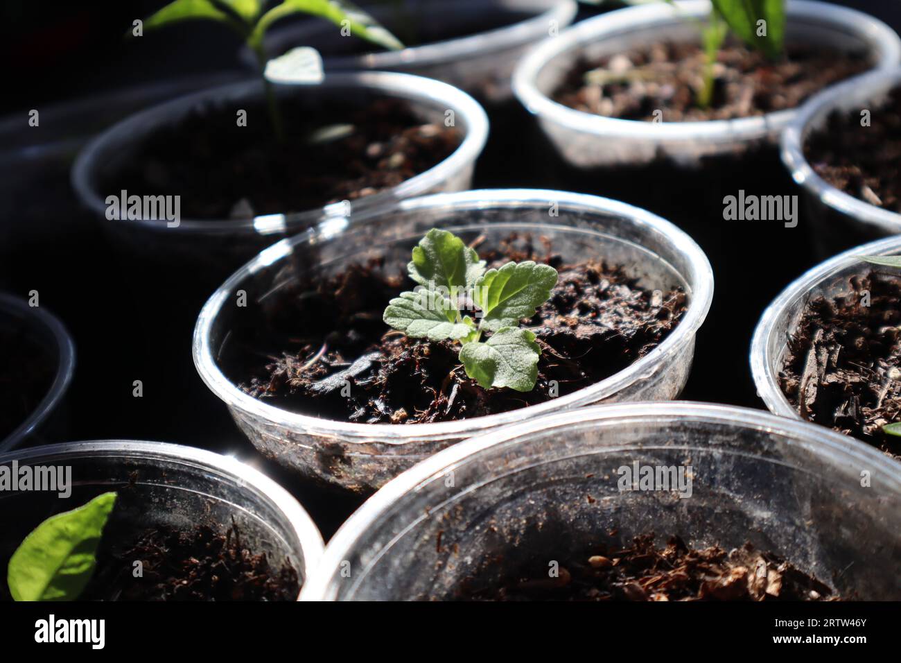 Catnip seedlings hi-res stock photography and images - Alamy
