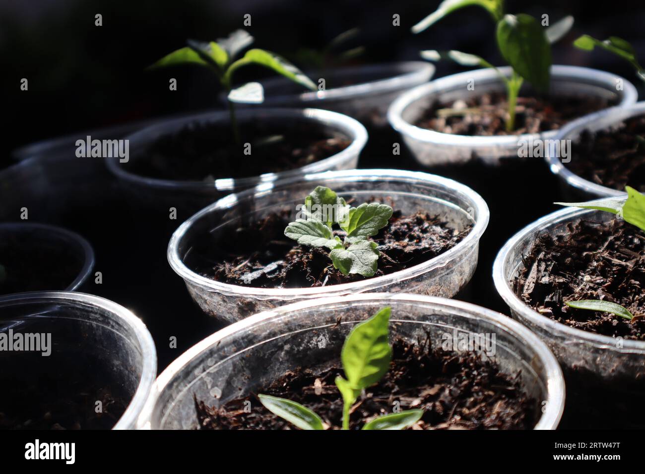 Catnip seedlings hi-res stock photography and images - Alamy