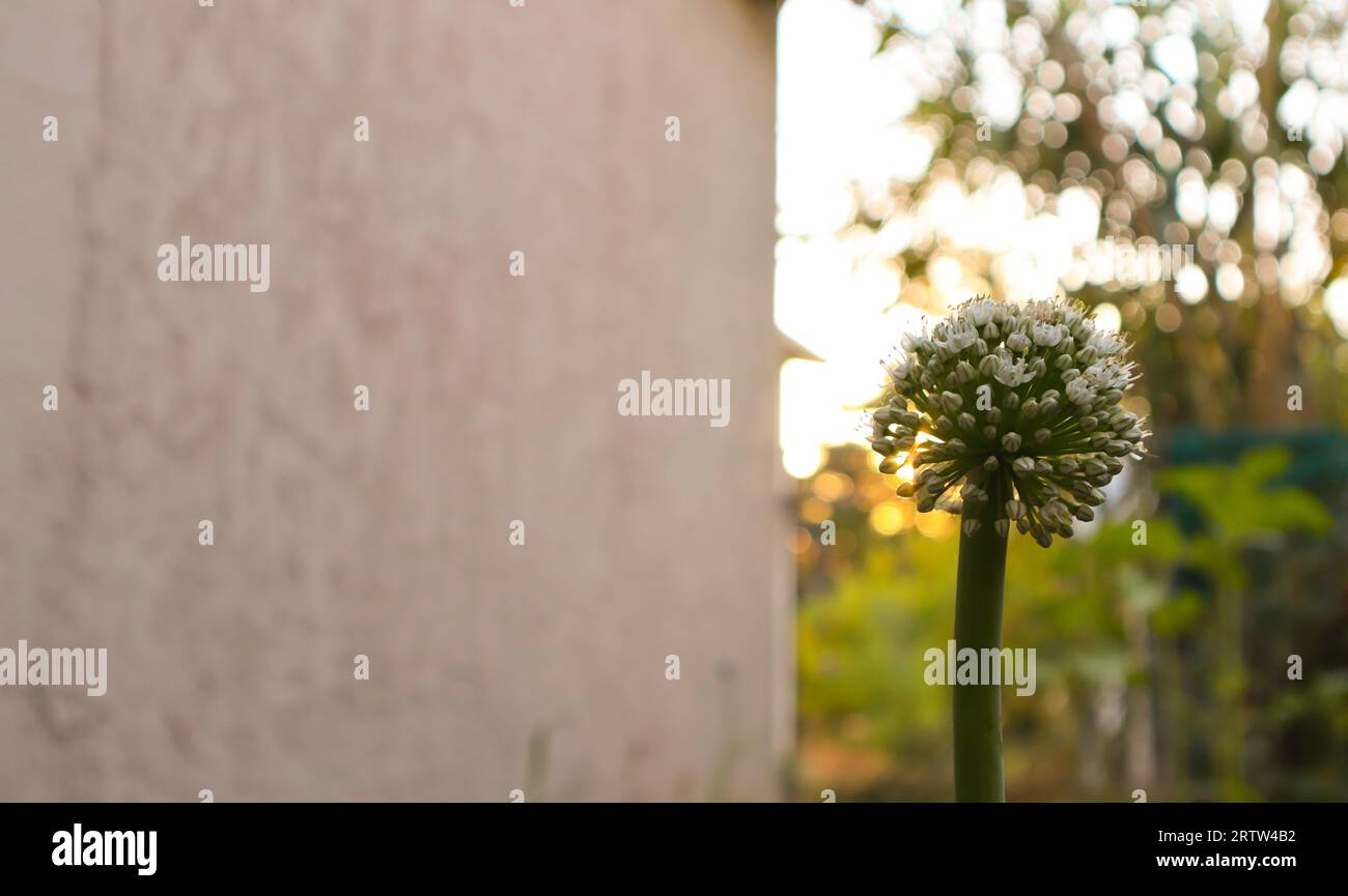 Scallion seeds hi-res stock photography and images - Alamy