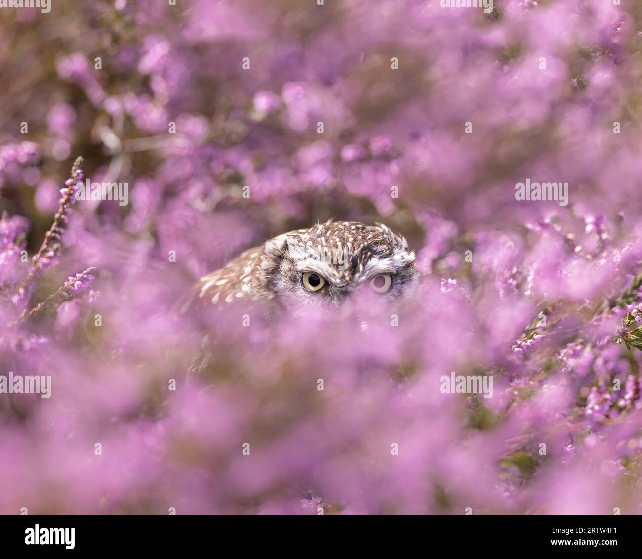 The owl ducks down to hide LEICESTERSHIRE, ENGLAND ADORABLE IMAGES show ...