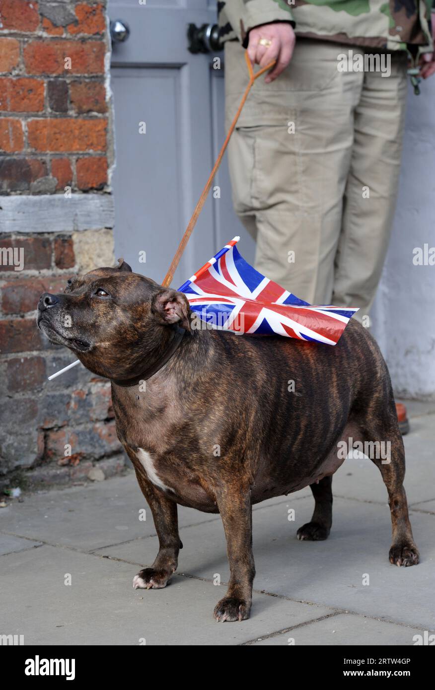 Xl bully dog hi-res stock photography and images - Alamy