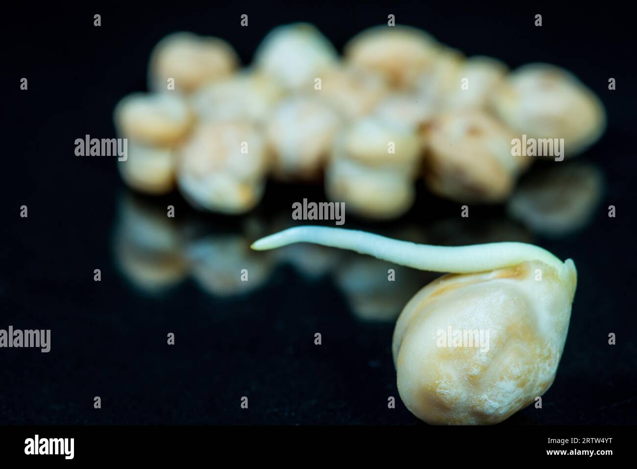 Crunchy sprout hi-res stock photography and images - Alamy