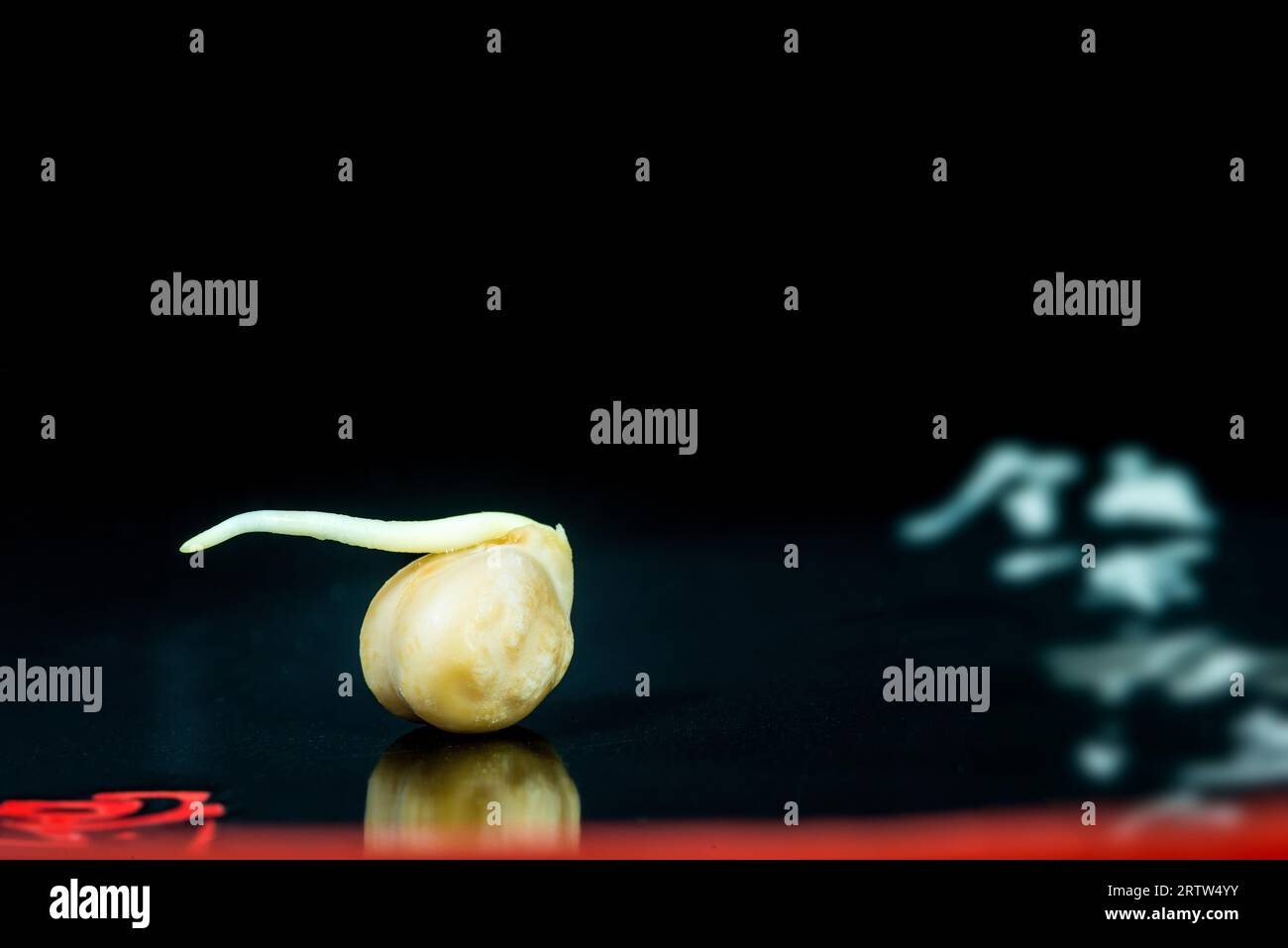 Chick pea sprout hi-res stock photography and images - Alamy