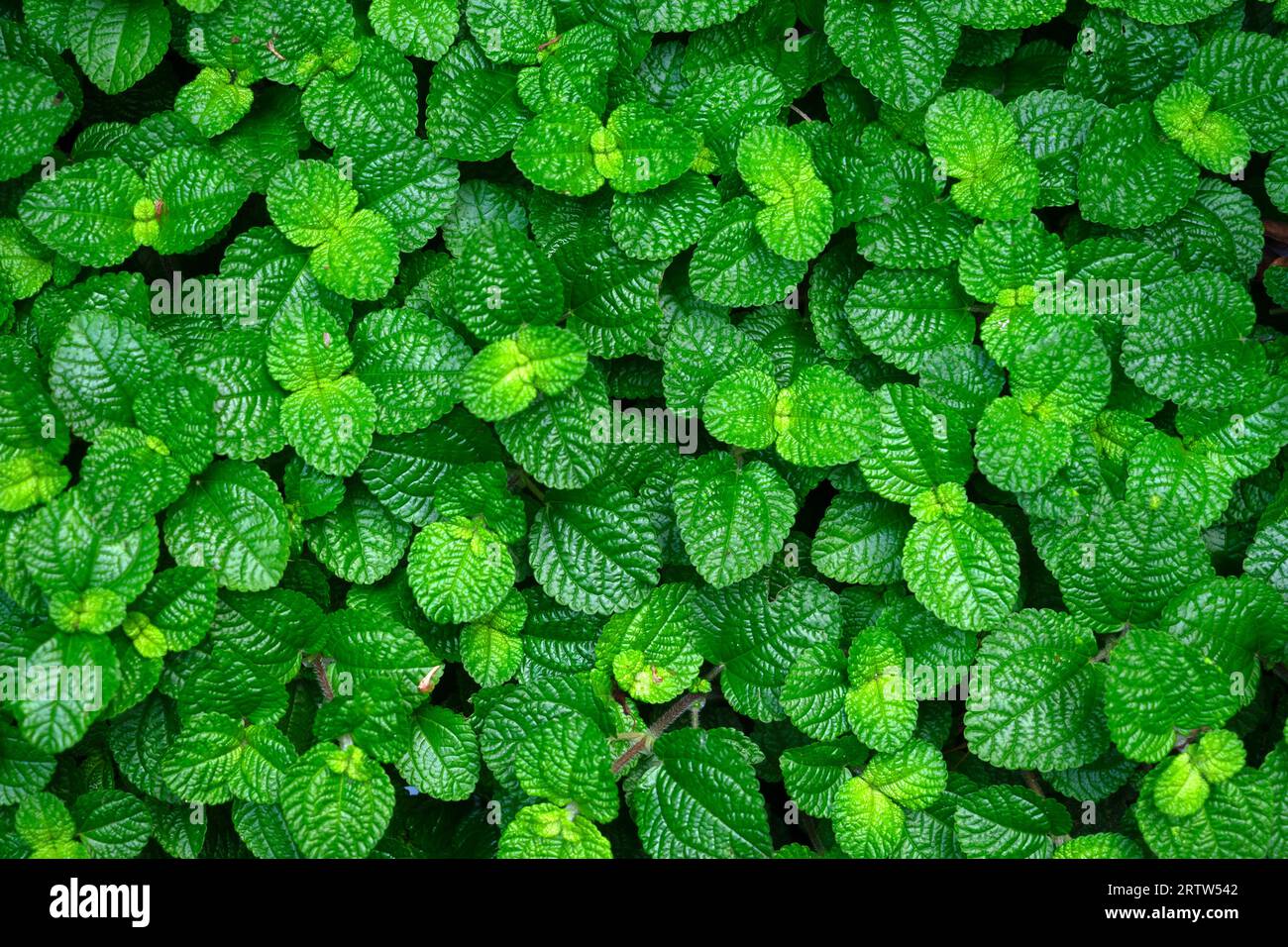 Beautiful Leaves plants pattern for nature background Stock Photo - Alamy