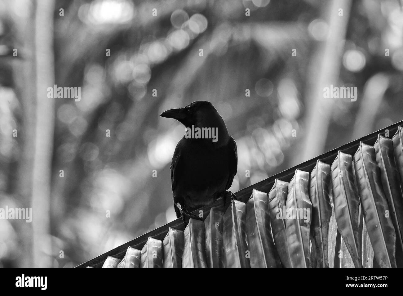 Crows pictures hi-res stock photography and images - Alamy