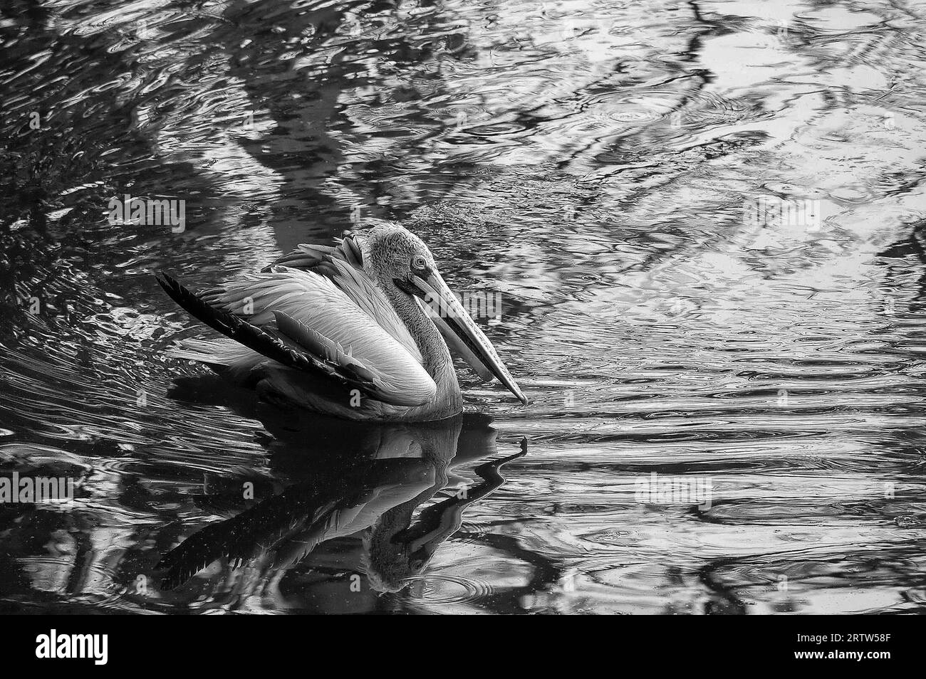 Pelecanus genus Black and White Stock Photos & Images - Alamy