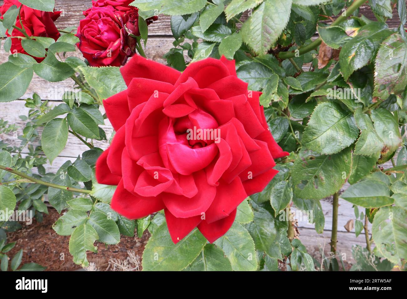 A close up picture of a perfect red rose Stock Photo - Alamy