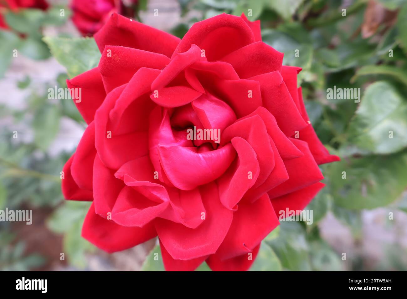 A close up picture of a perfect red rose Stock Photo - Alamy