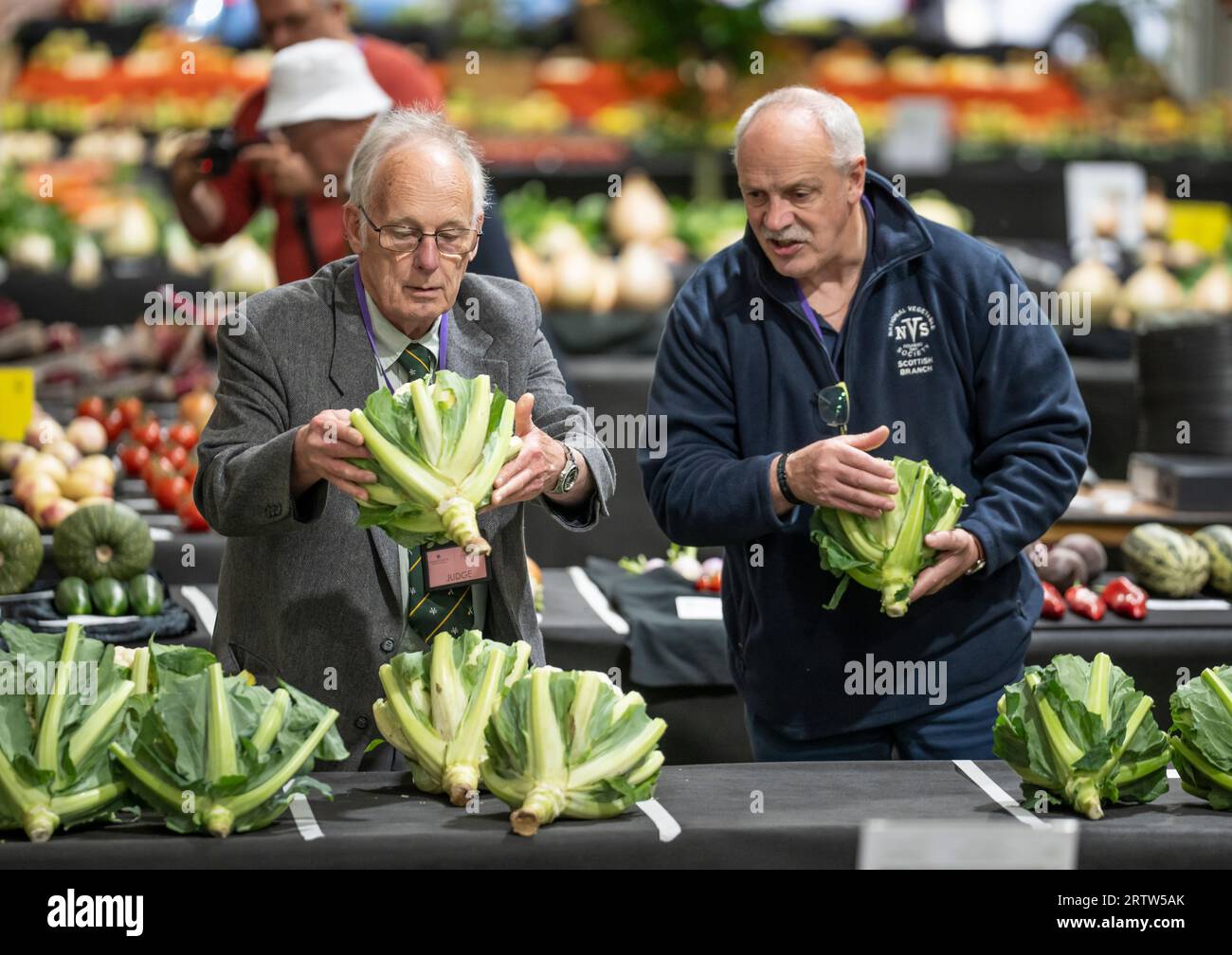 Judges inspects vegetable during the giant vegetable competition at the ...