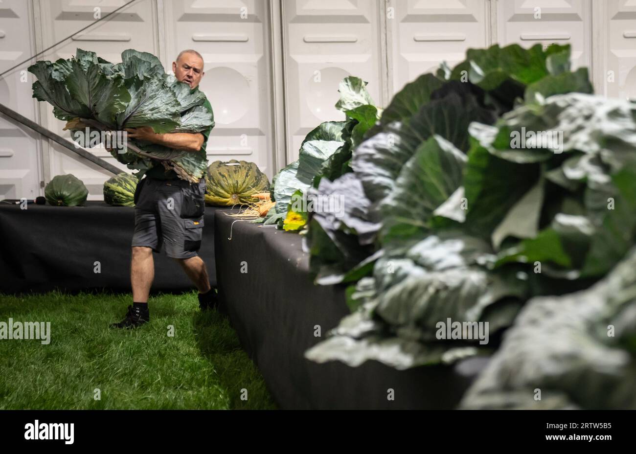 A cabbage is moved as judging takes place during the giant vegetable ...