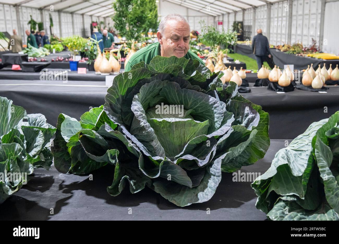 A cabbage is moved as judging takes place during the giant vegetable ...