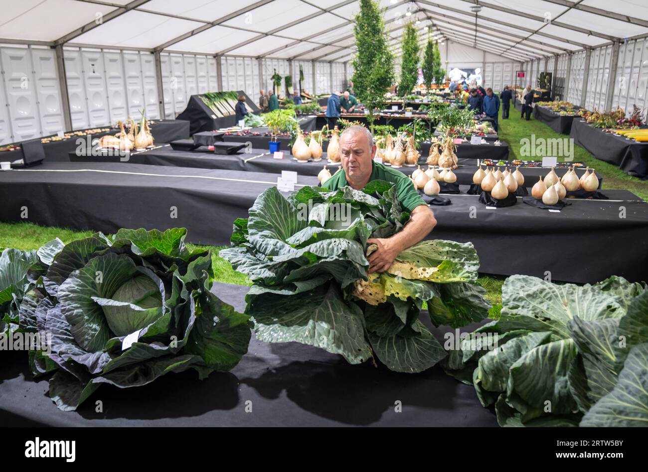 A cabbage is moved as judging takes place during the giant vegetable ...