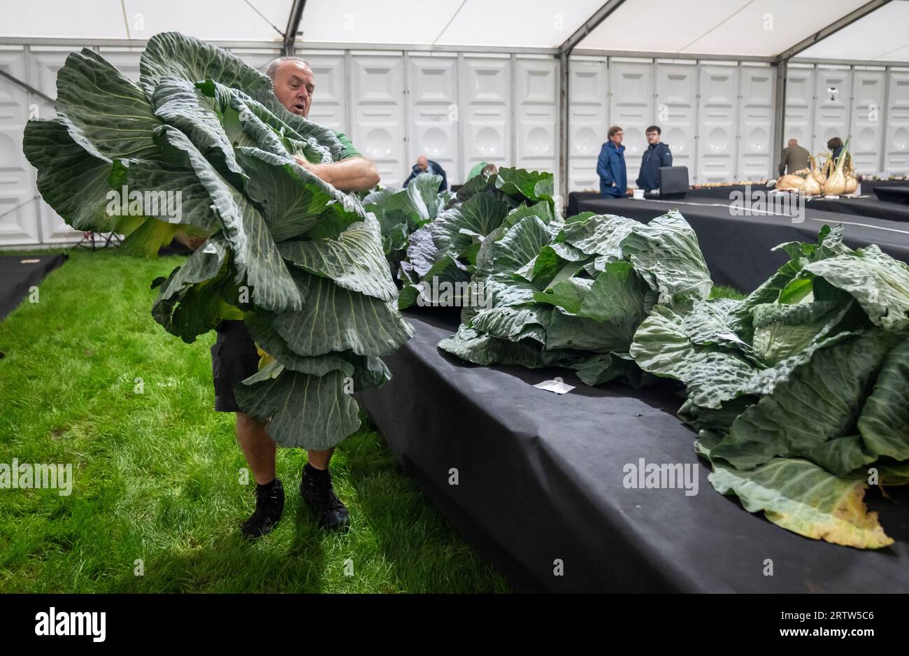 A cabbage is moved as judging takes place during the giant vegetable ...