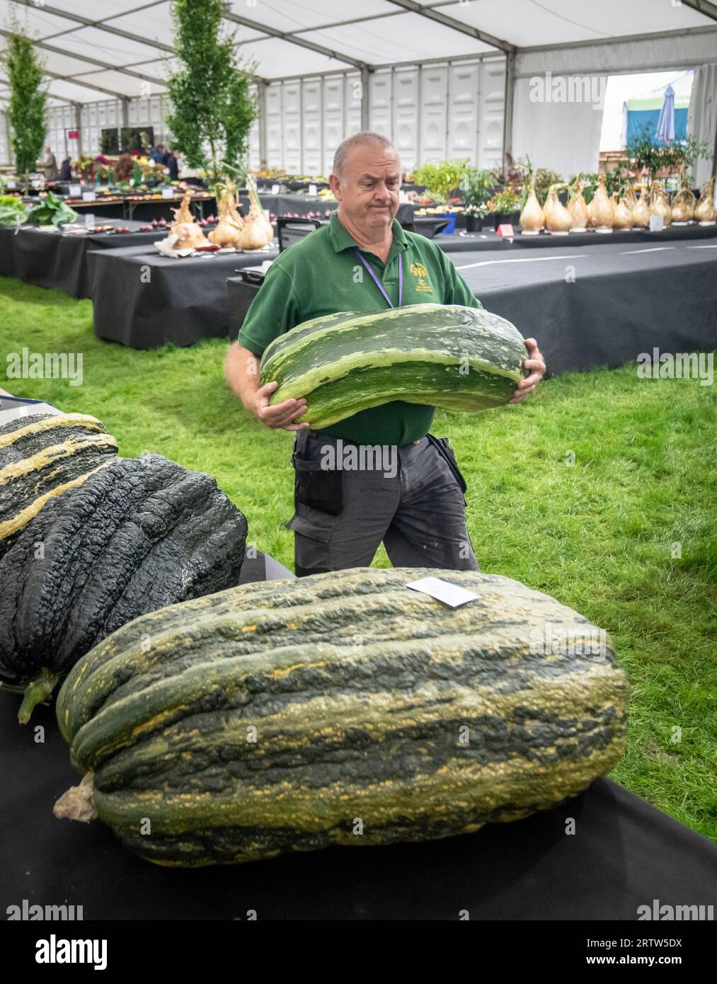 A marrow is moved as judging takes place during the giant vegetable ...