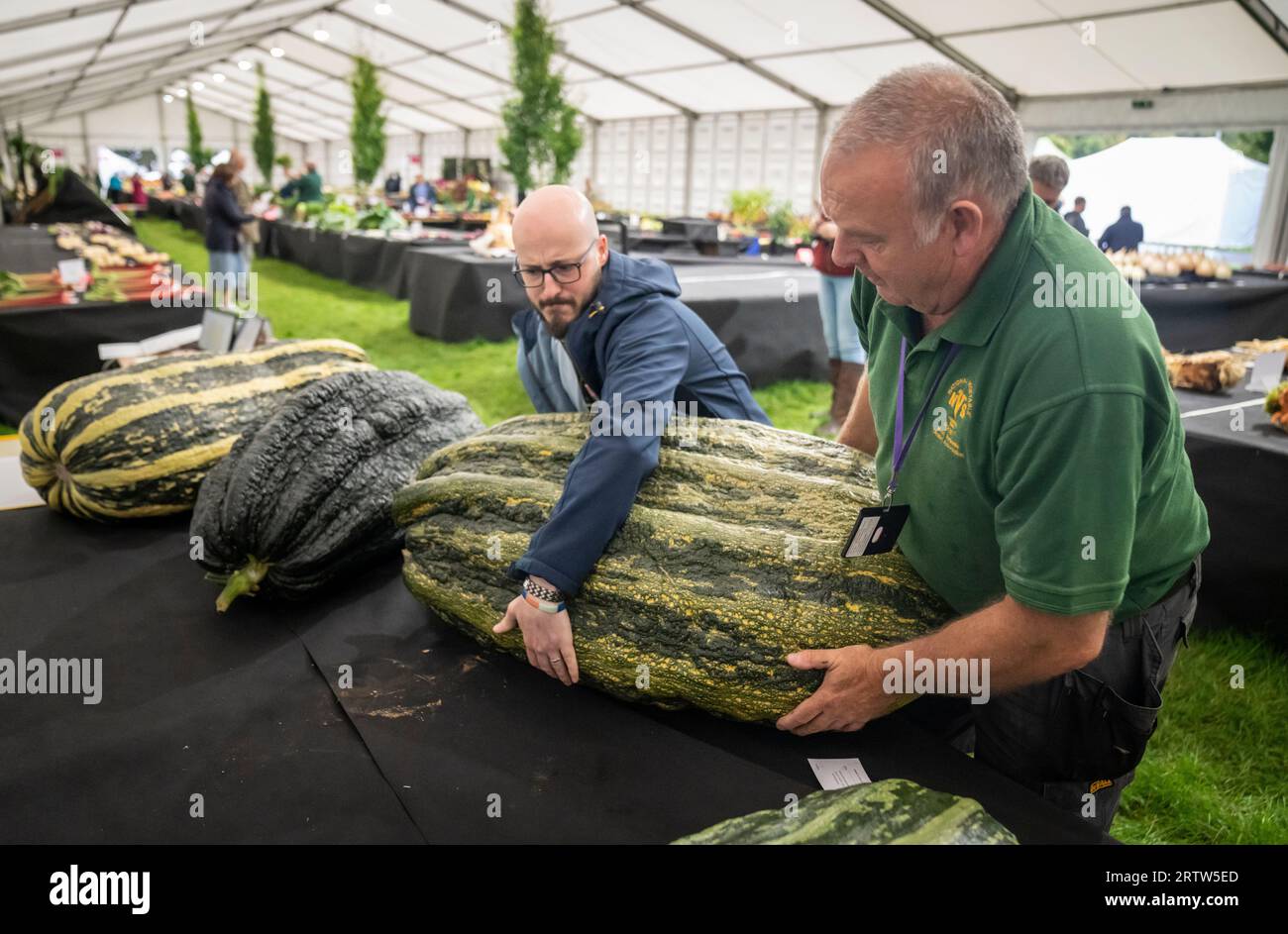 A marrow is moved as judging takes place during the giant vegetable ...