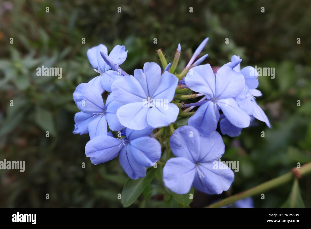 A close-up of a couple of beautiful blue flowers, growing in a flower ...
