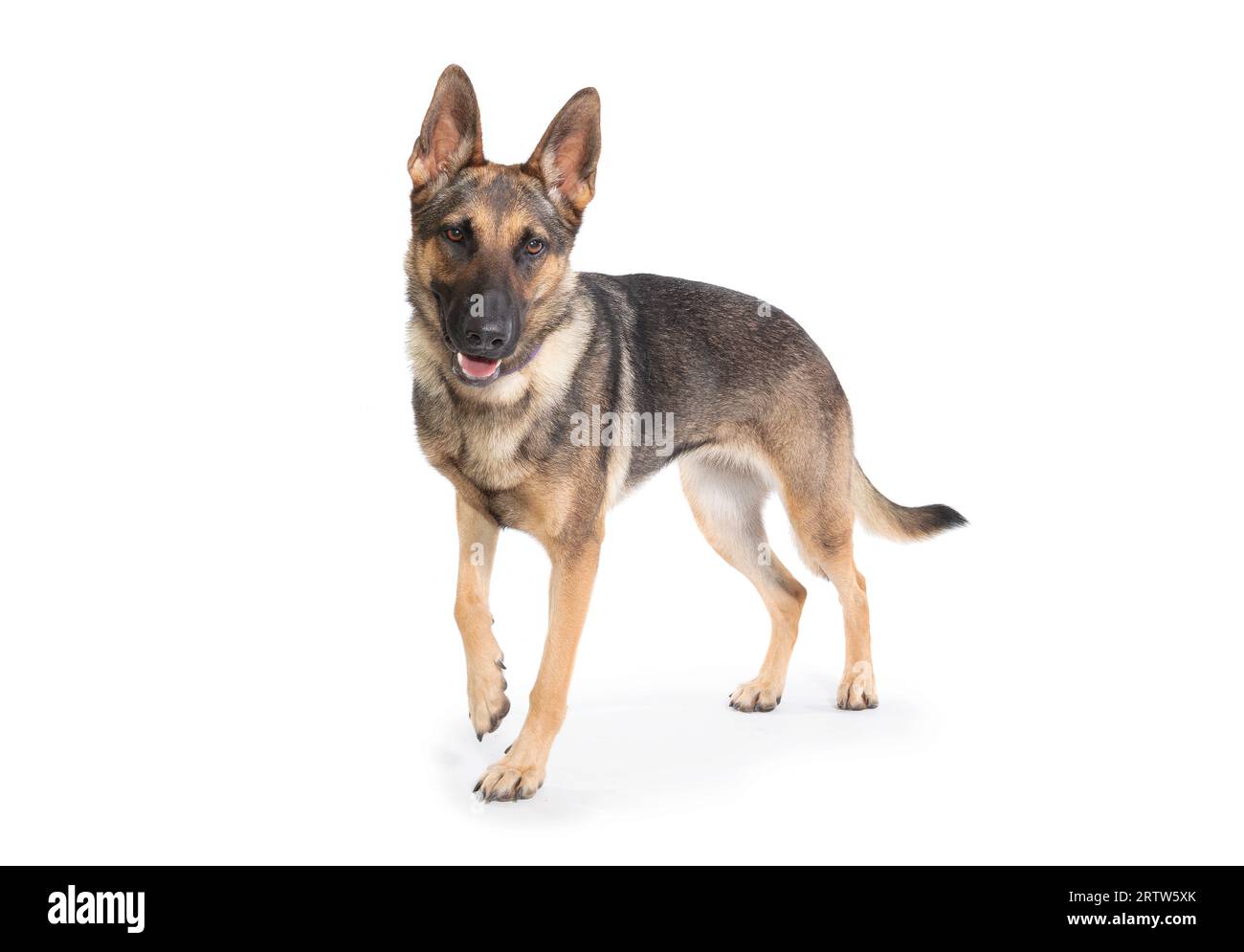 Shepard one hi-res stock photography and images - Alamy