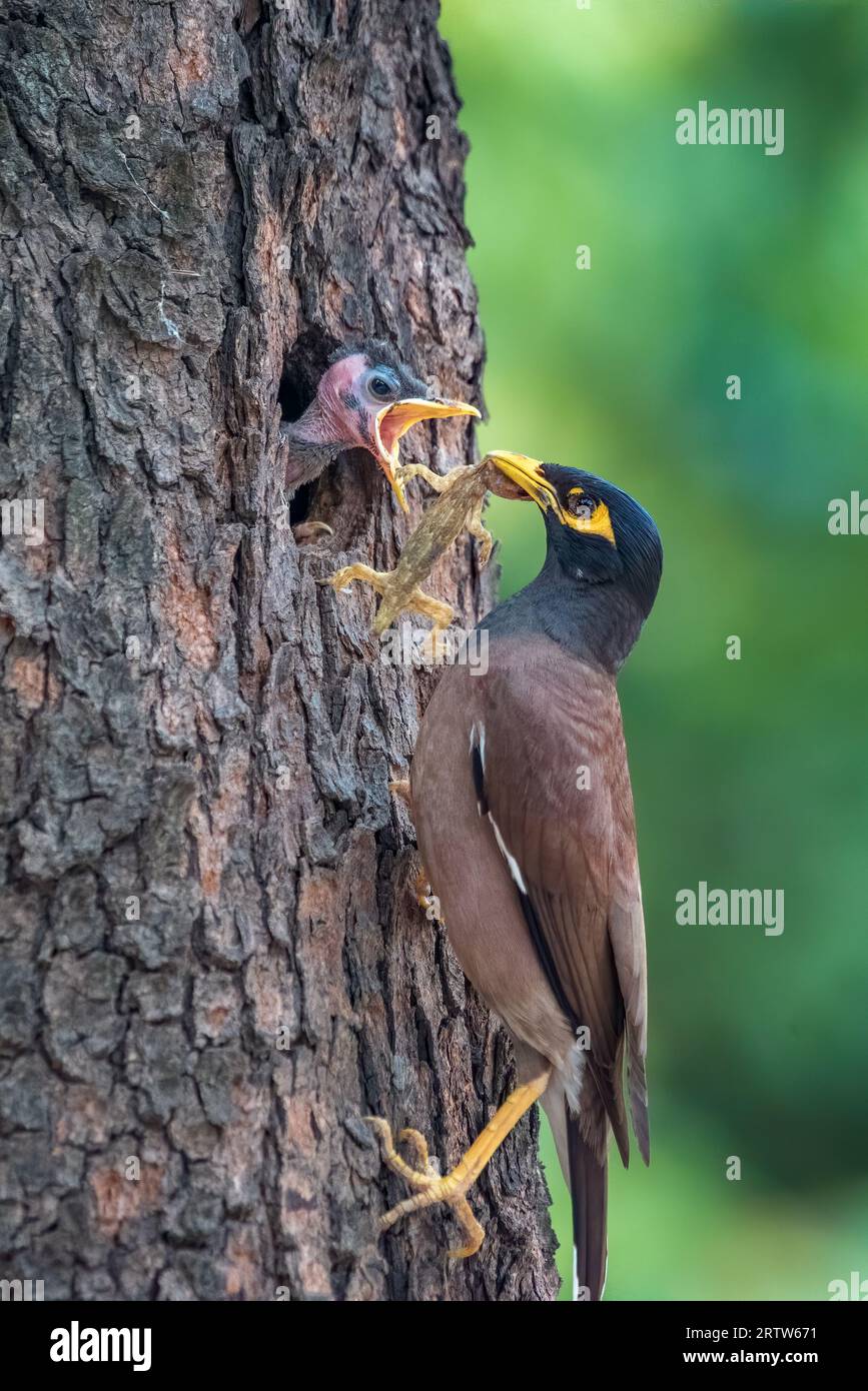 A lizard meal for the hungry myna chick. Chandigarh, India: STUNNING ...
