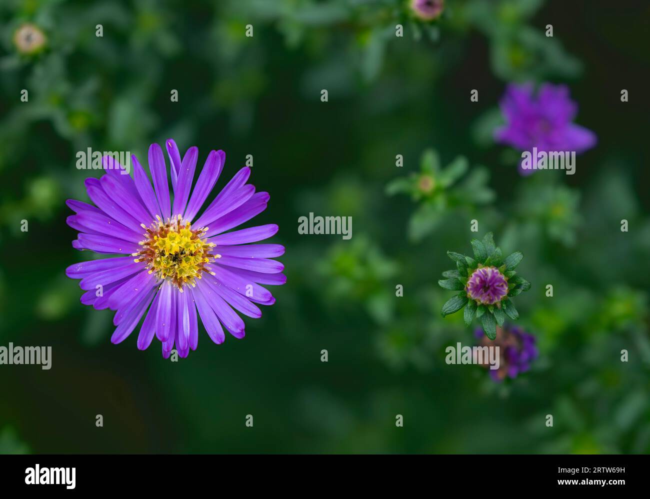 Late michaelmas daisy hi-res stock photography and images - Alamy